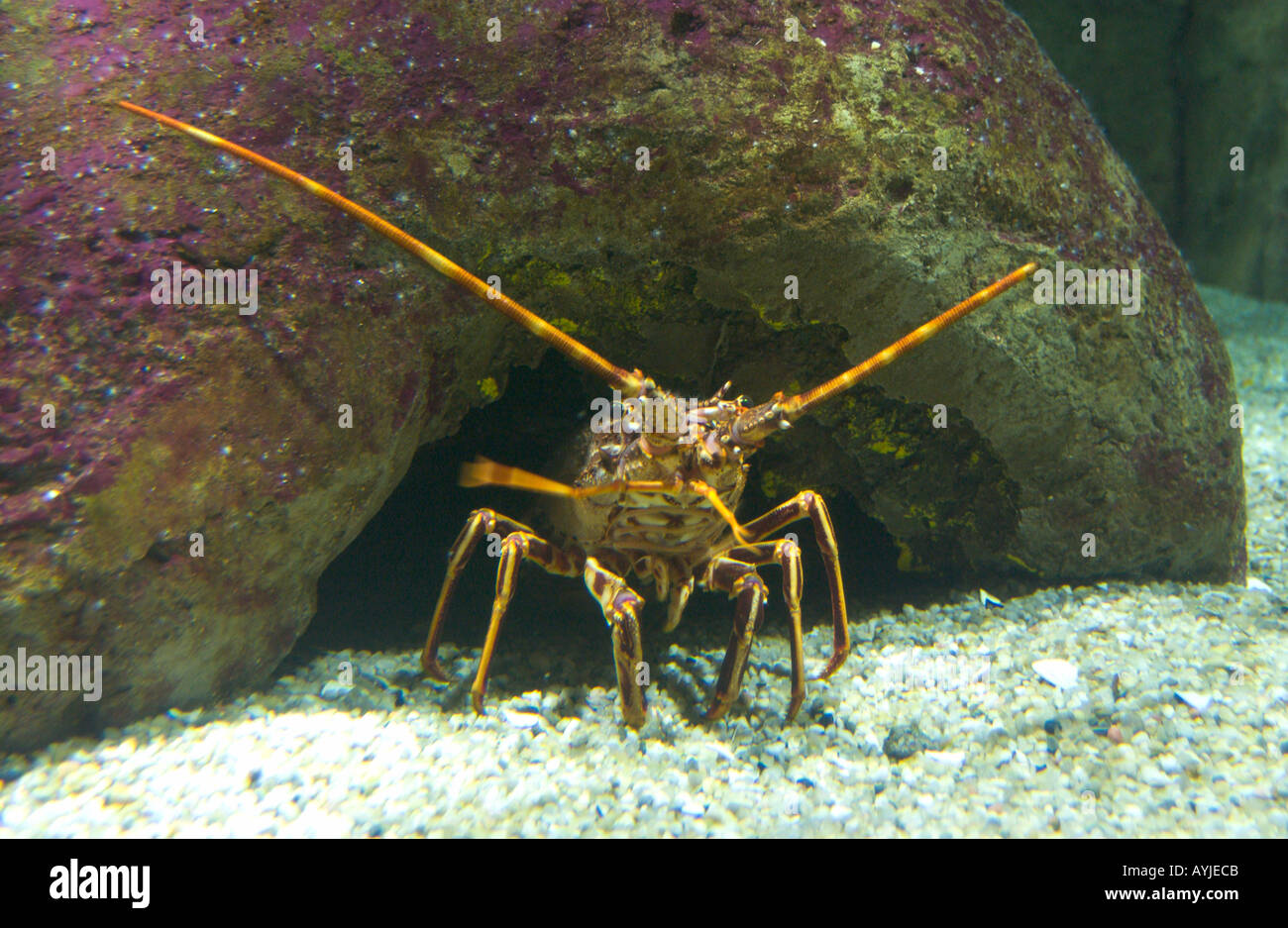 mediterrane Hummer oder Krebse Stockfotografie - Alamy