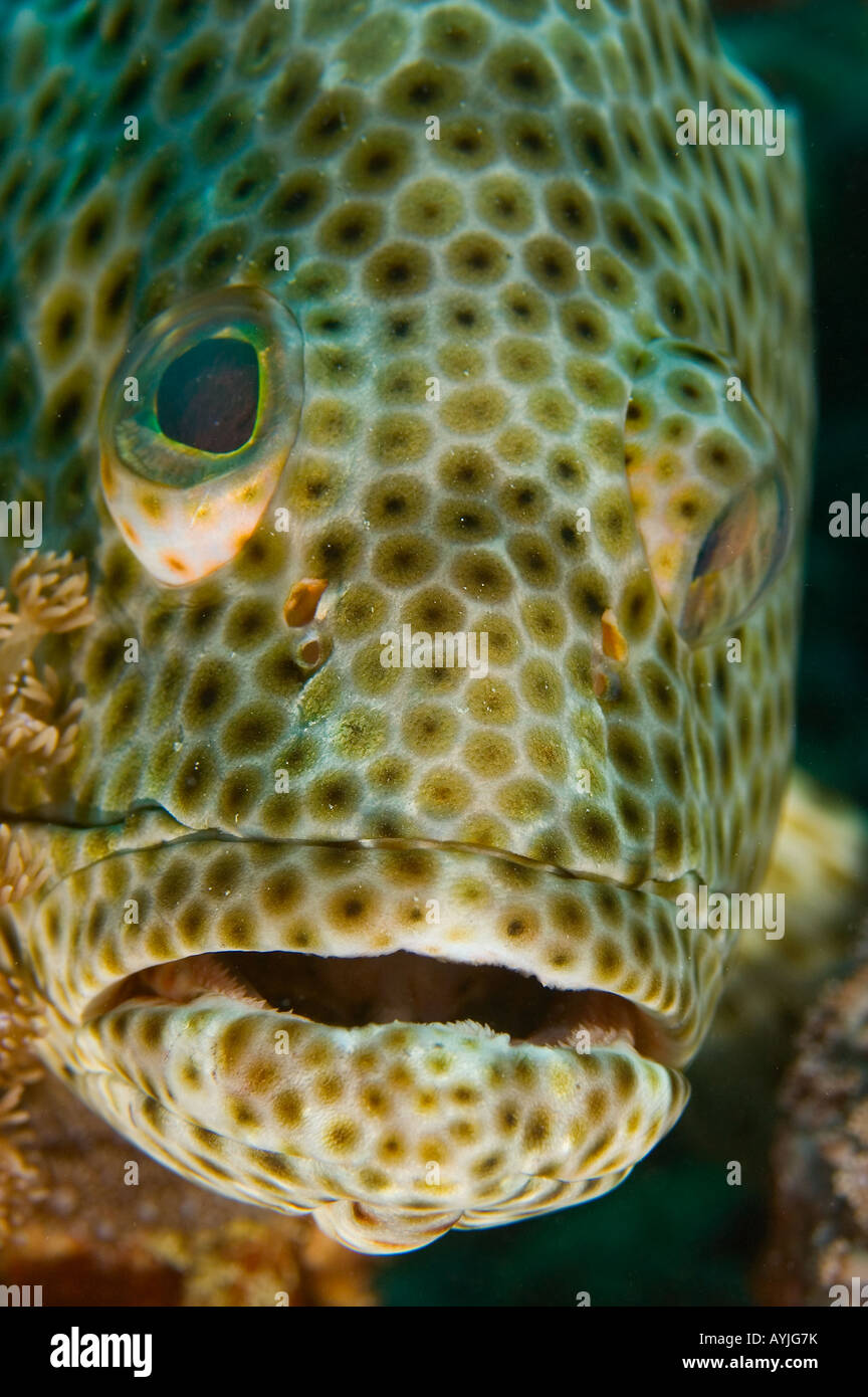 Epinephelus maculatus -Fotos und -Bildmaterial in hoher Auflösung – Alamy