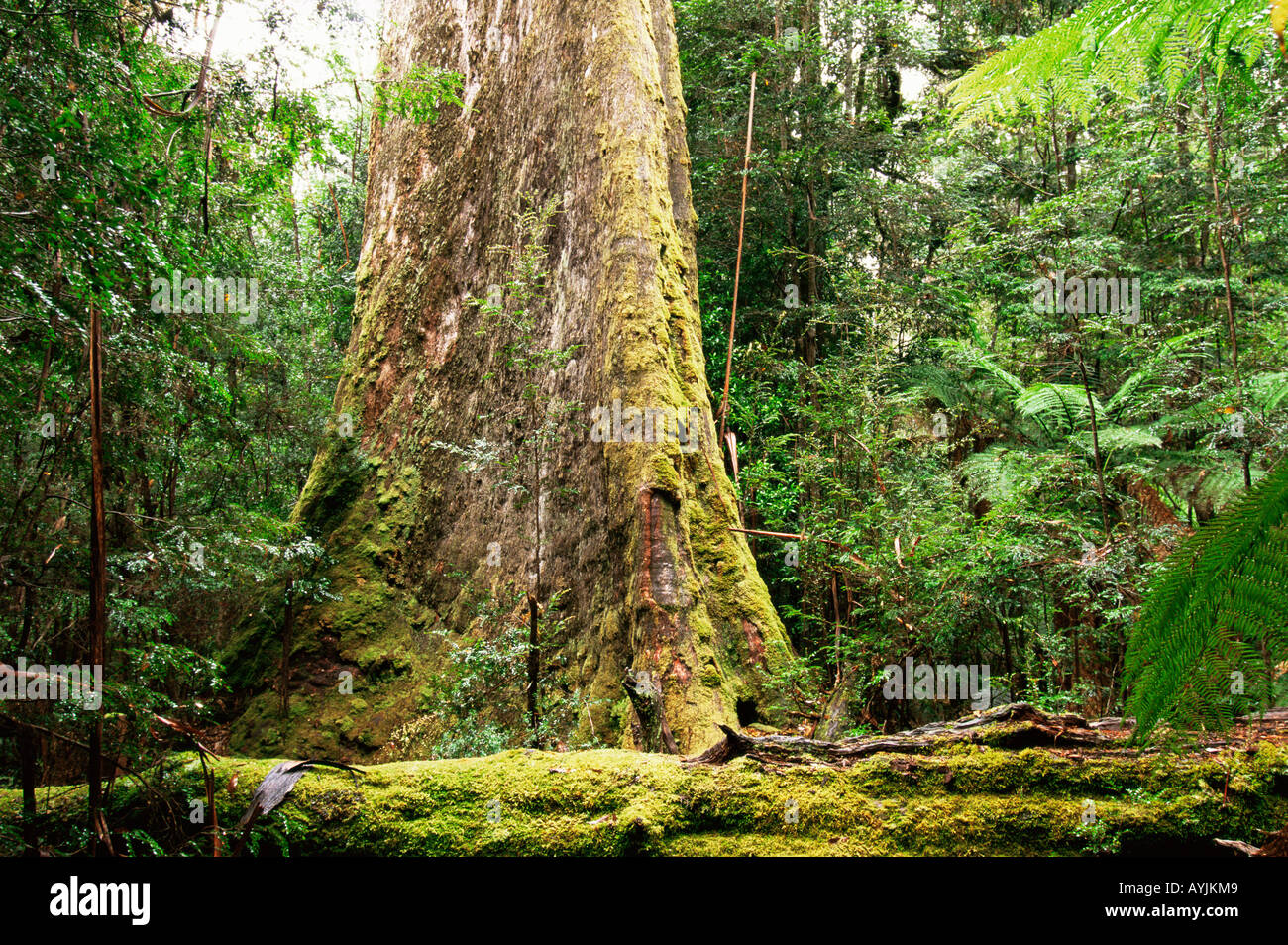 Swamp gum tree -Fotos und -Bildmaterial in hoher Auflösung – Alamy