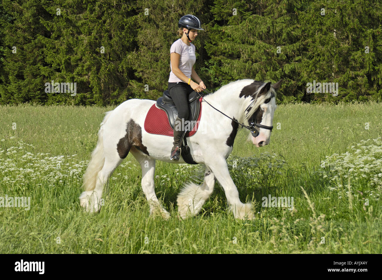 Mädchen auf Rückseite ein Irish Tinker Pferd Reiten Stockfotografie - Alamy