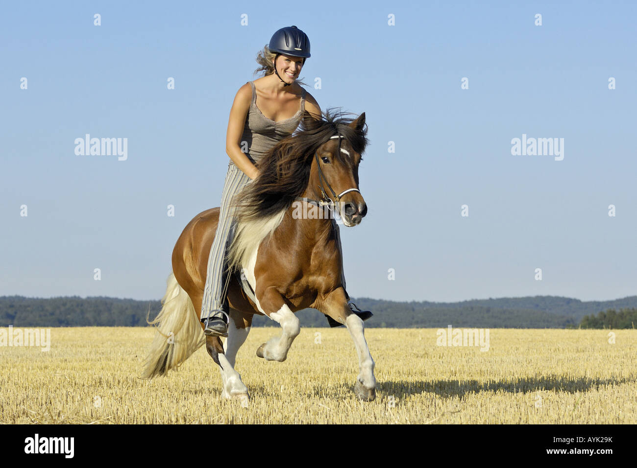 Junge Reiter im Galopp auf Islandpferd Stockfotografie - Alamy