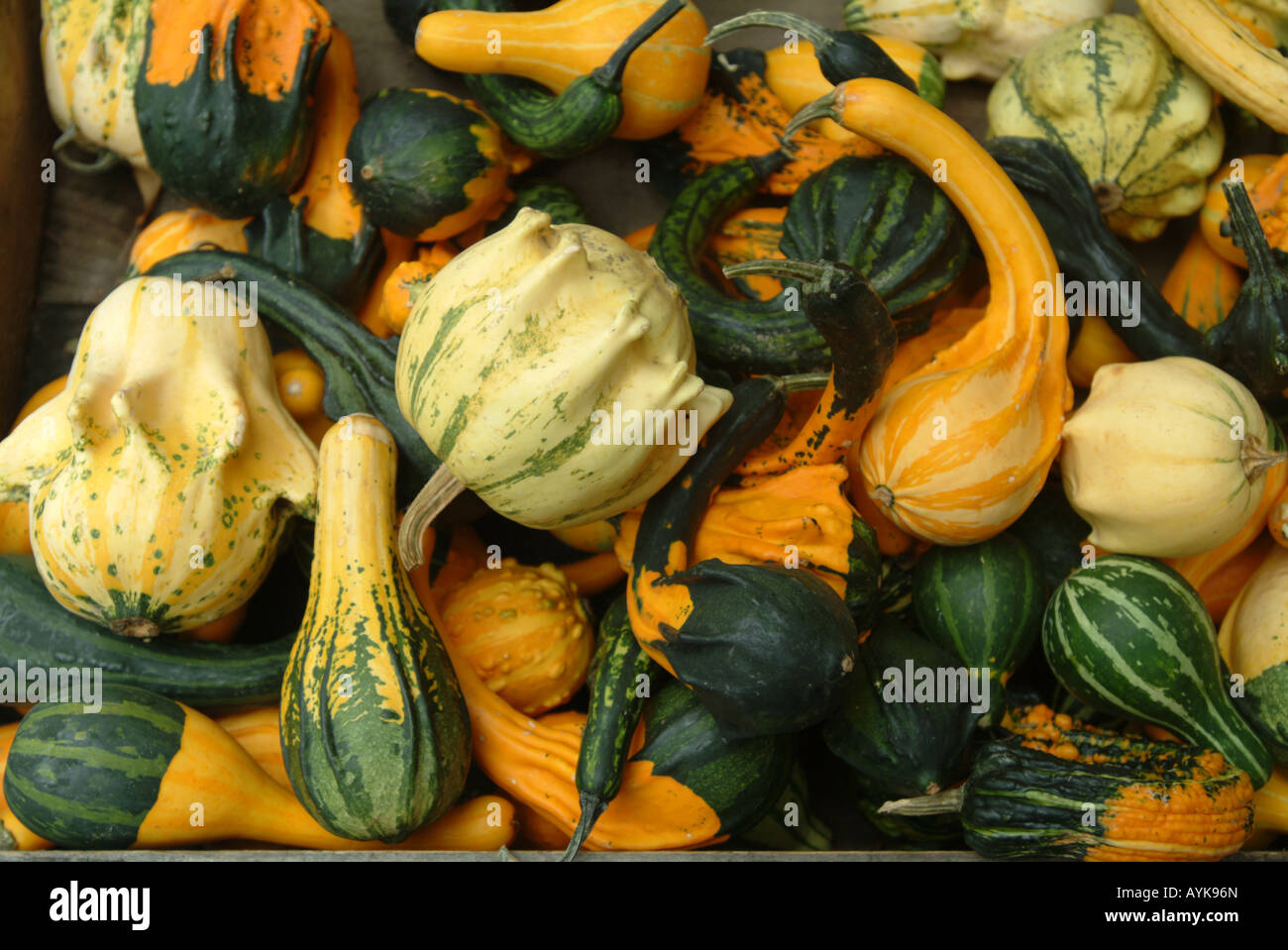 Kalebasse lagenaria siceraria -Fotos und -Bildmaterial in hoher ...