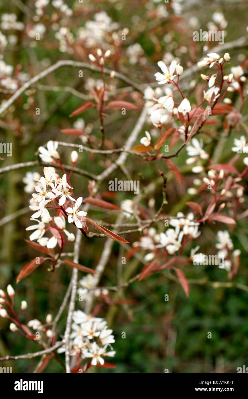 Amelanchier canadensis -Fotos und -Bildmaterial in hoher Auflösung – Alamy