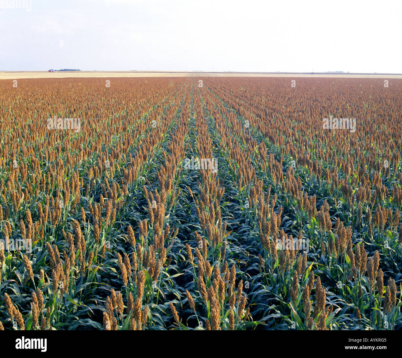 Milo field crops -Fotos und -Bildmaterial in hoher Auflösung – Alamy