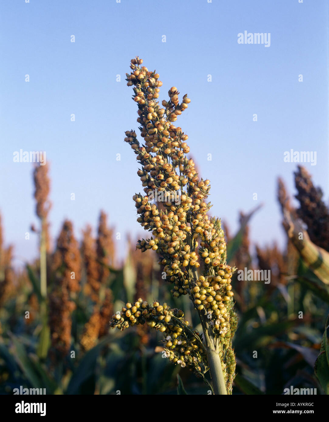 Milo Field Crops Stockfotos & Milo Field Crops Bilder - Alamy