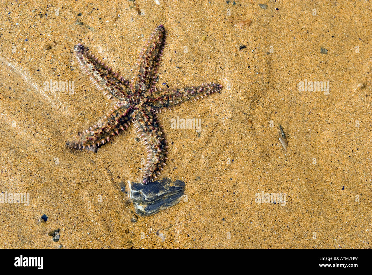 Tier, das aussieht wie ein stern -Fotos und -Bildmaterial in hoher ...