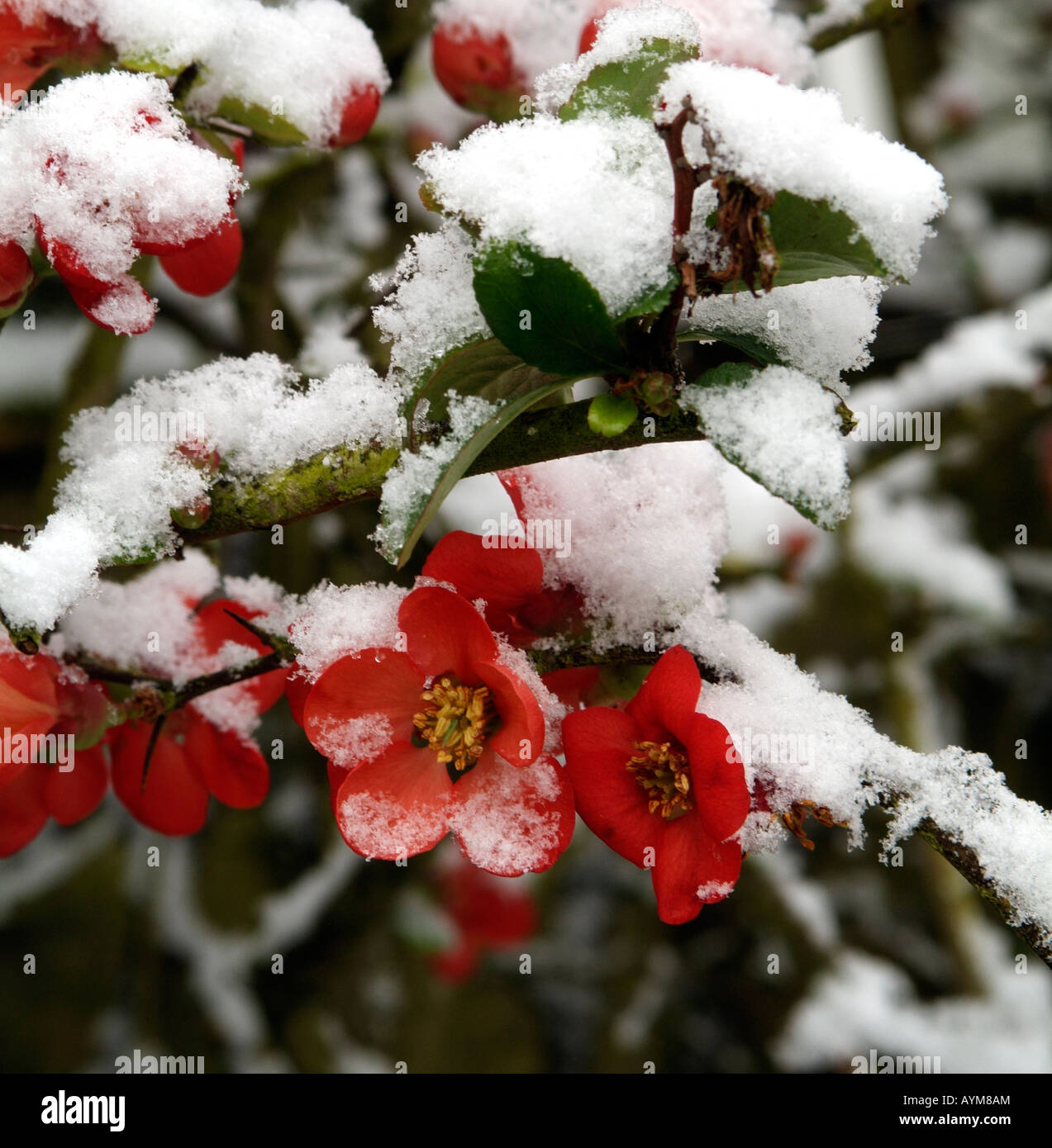 Japonica quitte -Fotos und -Bildmaterial in hoher Auflösung – Alamy