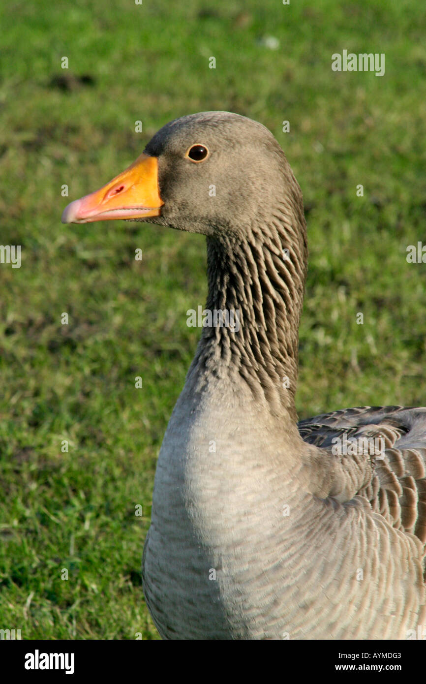Gans kopf und hals -Fotos und -Bildmaterial in hoher Auflösung – Alamy