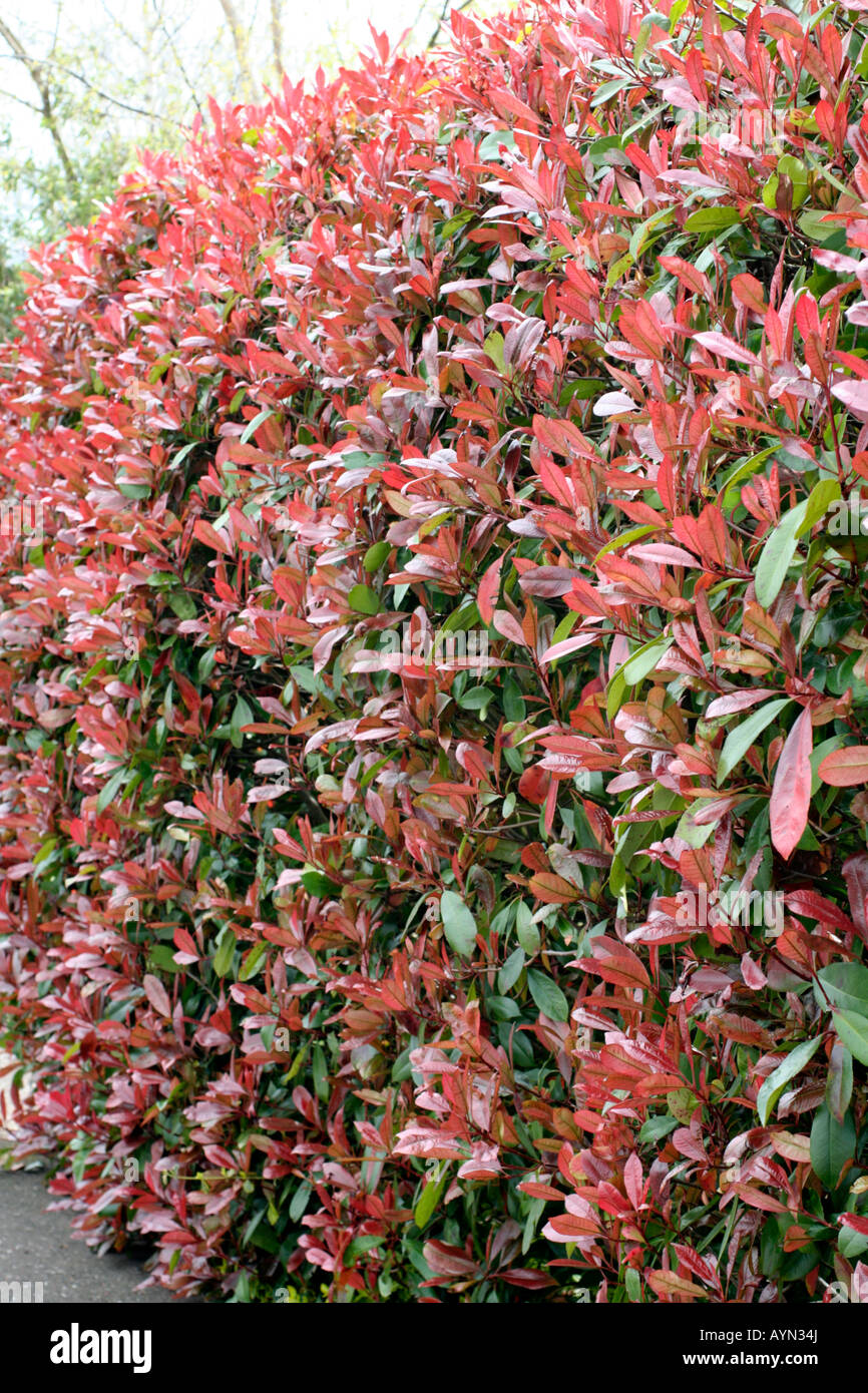 PHOTINIA X FRASERI RED ROBIN MACHT EINE EFFEKTIVE UND ATTRAKTIVE ...