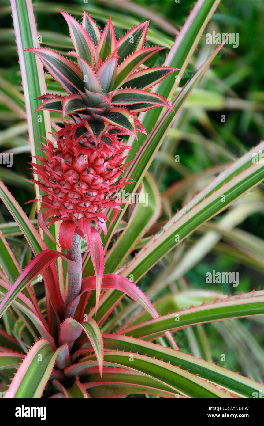 Red Ornamental Variegated Pineapple Fruit Stockfotos und -bilder Kaufen ...