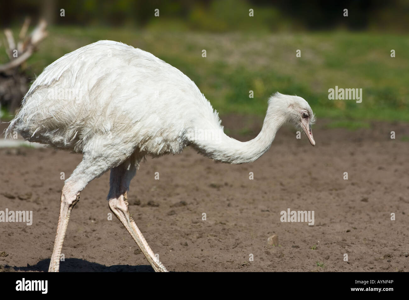 Albino rhea -Fotos und -Bildmaterial in hoher Auflösung – Alamy