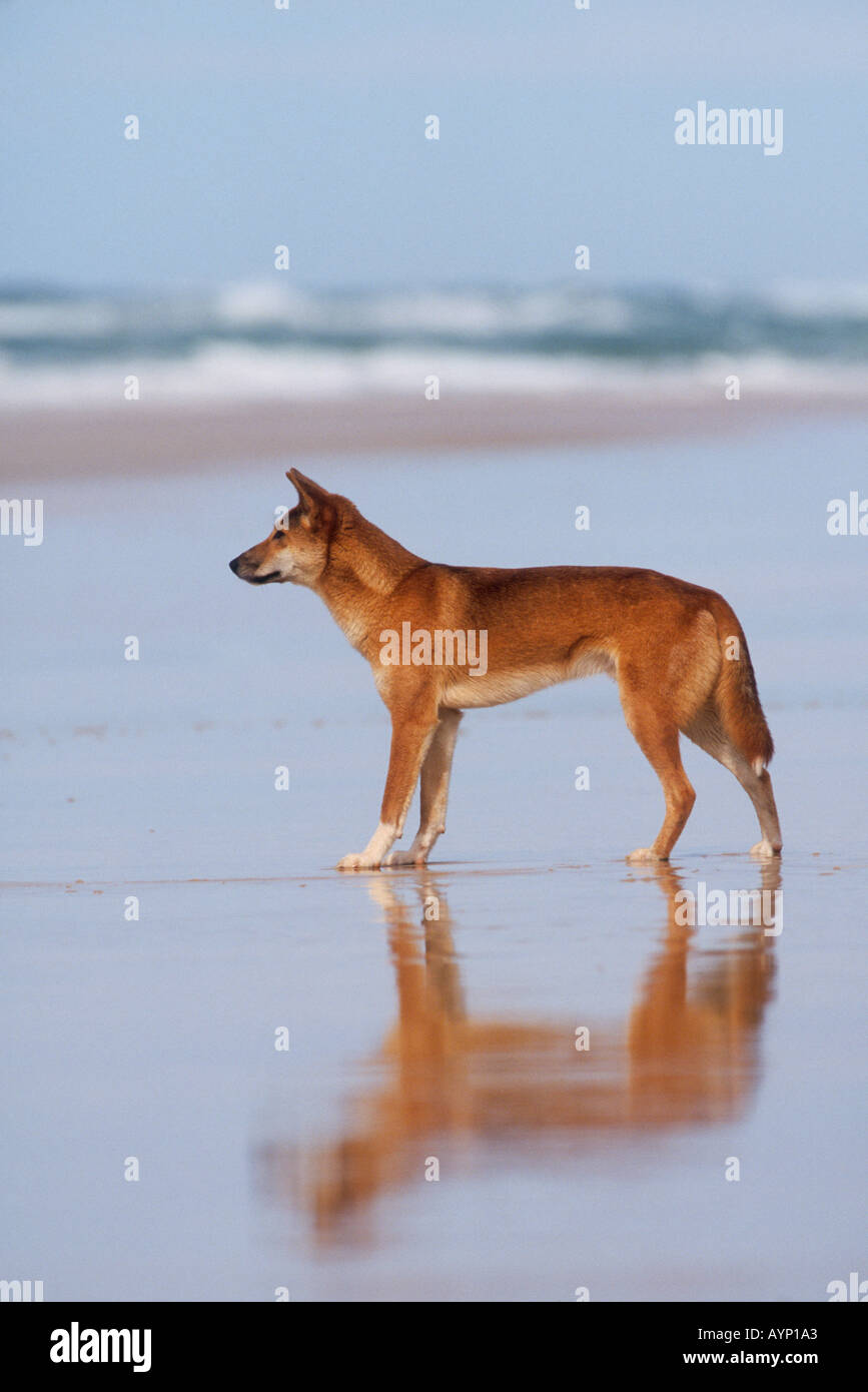 Jagd dingo -Fotos und -Bildmaterial in hoher Auflösung – Alamy