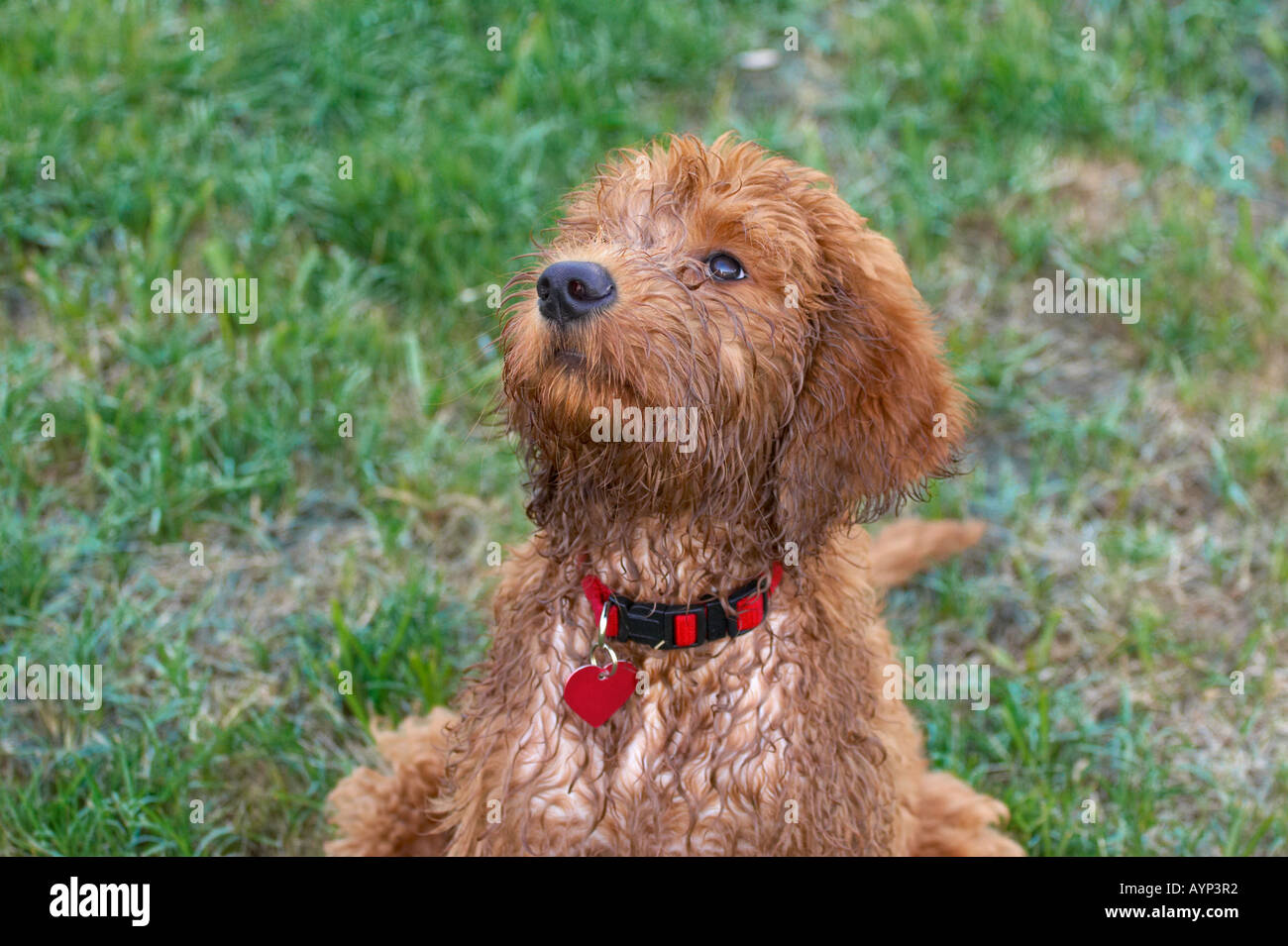 Golden Doodle Hund Welpe Hunde fuzzy Hair Mantel Aufmerksamkeit rot ...