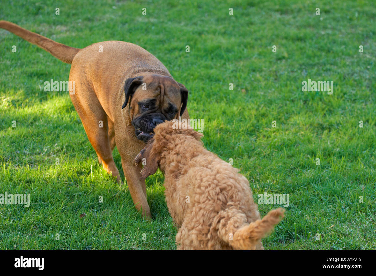Bullmastiff golden Doodle Hunde Welpen Hund spielen Grasgrün Dogge ...