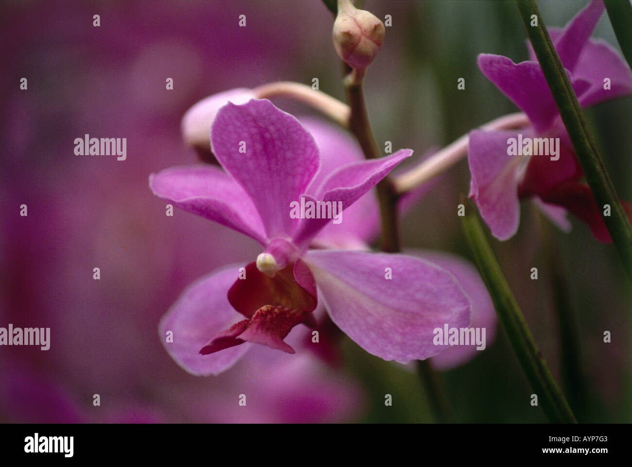 Viele verschiedene Arten von Orchideen an Clara Bundt s Orchidee Baumschule in Ujung Pandang ...