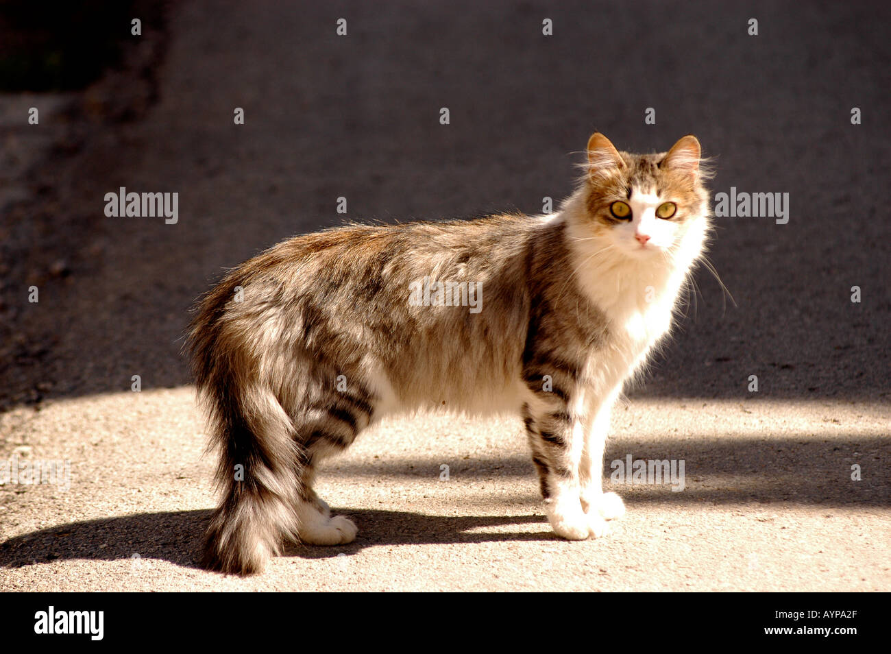 Olive die katze -Fotos und -Bildmaterial in hoher Auflösung – Alamy