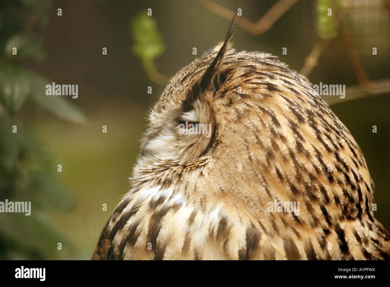 Vogel profil -Fotos und -Bildmaterial in hoher Auflösung – Alamy