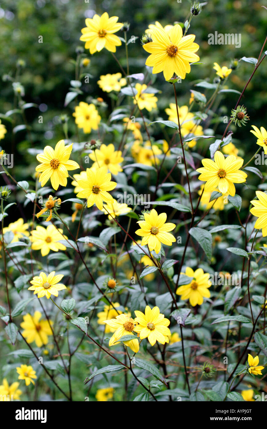 Helianthus microcephalus -Fotos und -Bildmaterial in hoher Auflösung ...