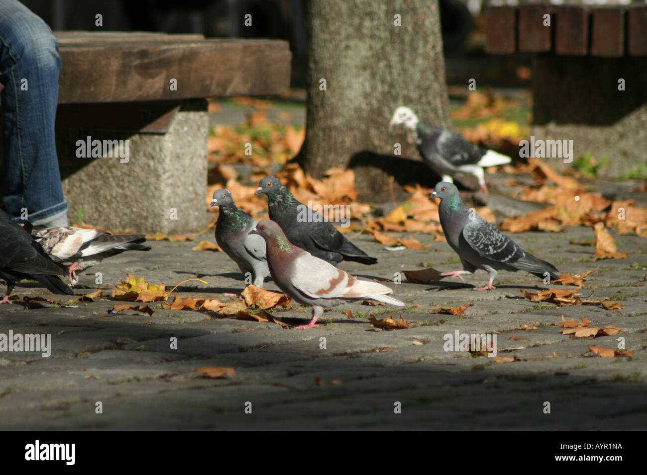 Stall tauben -Fotos und -Bildmaterial in hoher Auflösung – Alamy