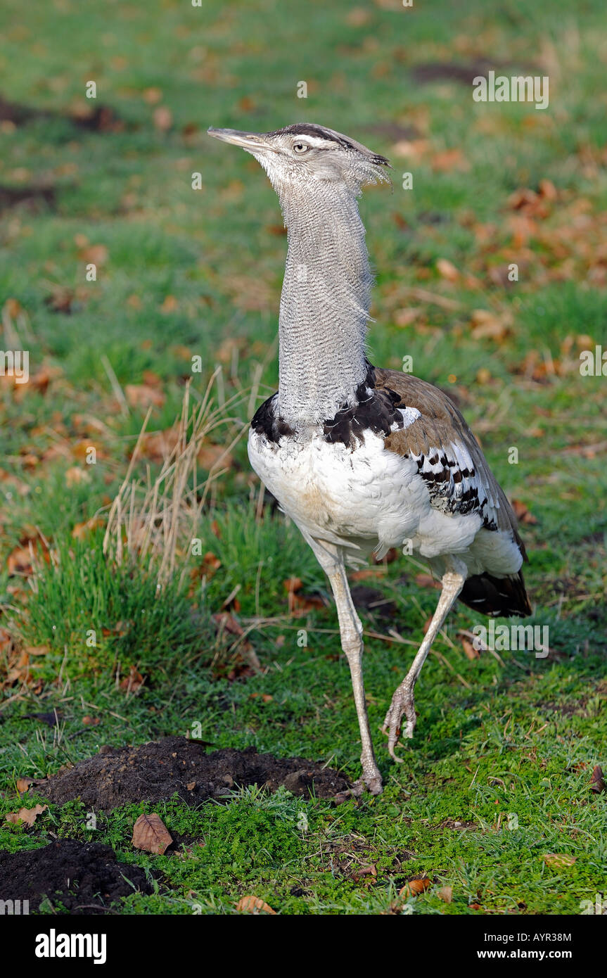 Kori Bustard (Ardeotis Kori Stockfotografie - Alamy