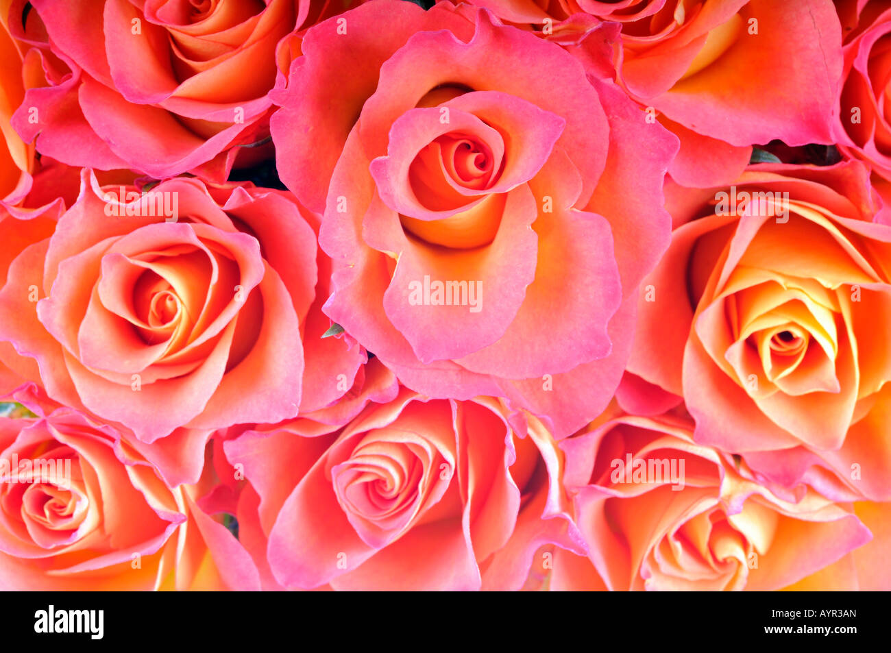 Strauß Rosen (Rosa Stockfotografie - Alamy