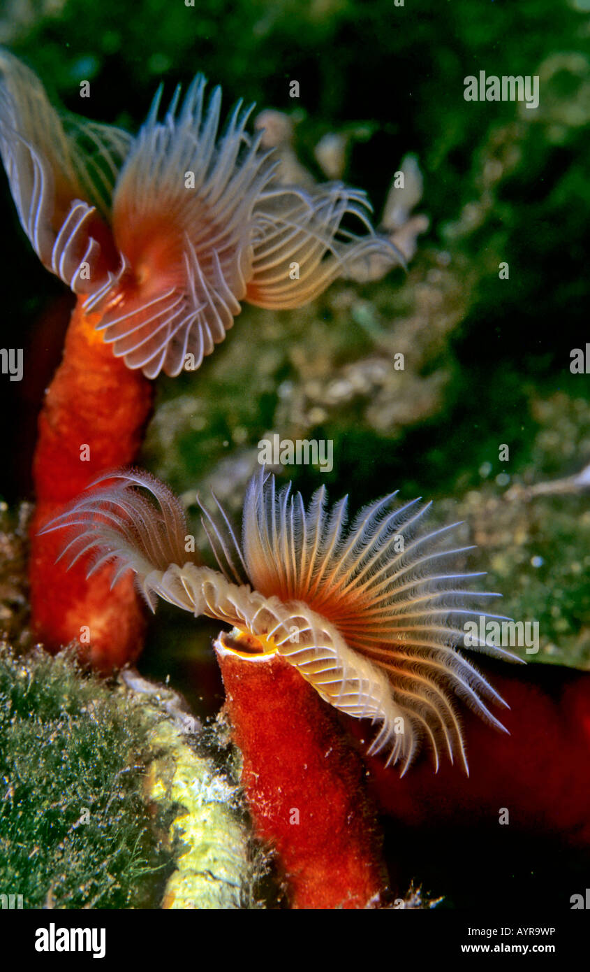 Roter rohrwurm serpula vermicularis -Fotos und -Bildmaterial in hoher ...