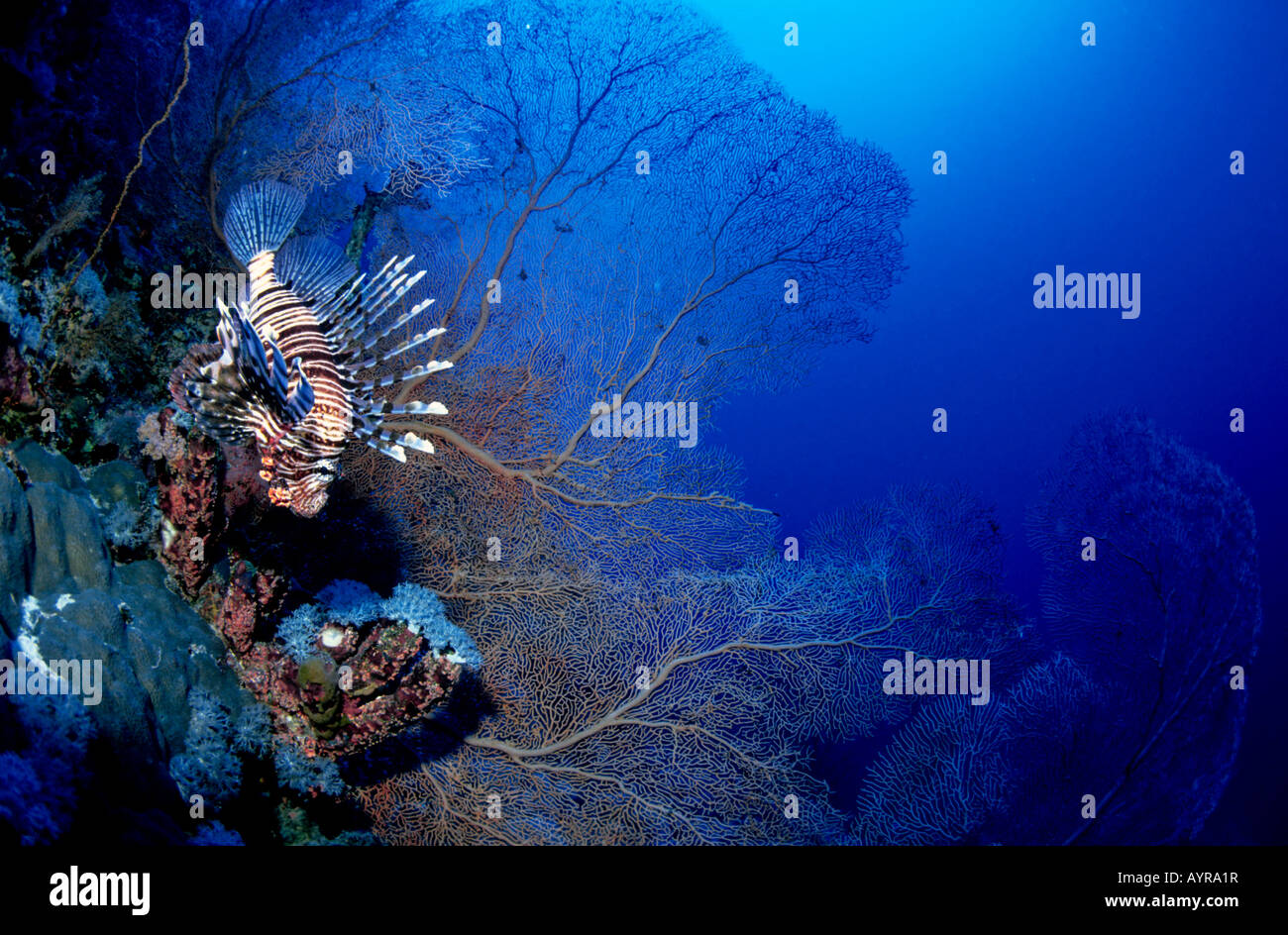 Giftiger fisch -Fotos und -Bildmaterial in hoher Auflösung – Alamy