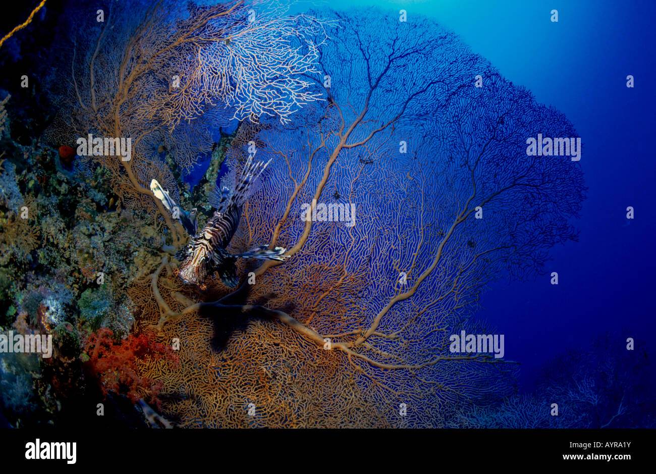 Giftiger fisch -Fotos und -Bildmaterial in hoher Auflösung – Alamy