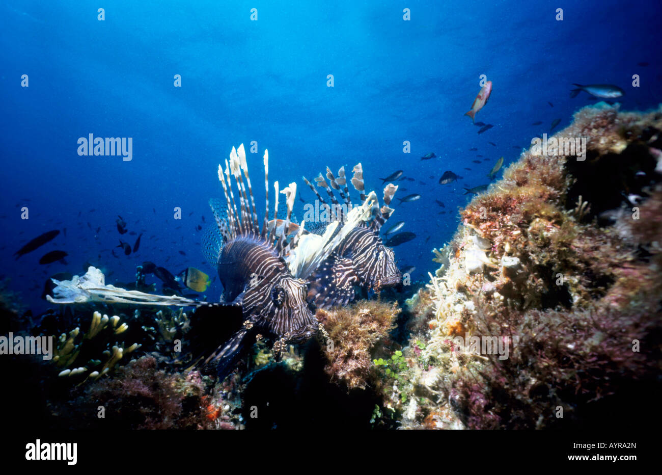 Giftiger fisch -Fotos und -Bildmaterial in hoher Auflösung – Alamy