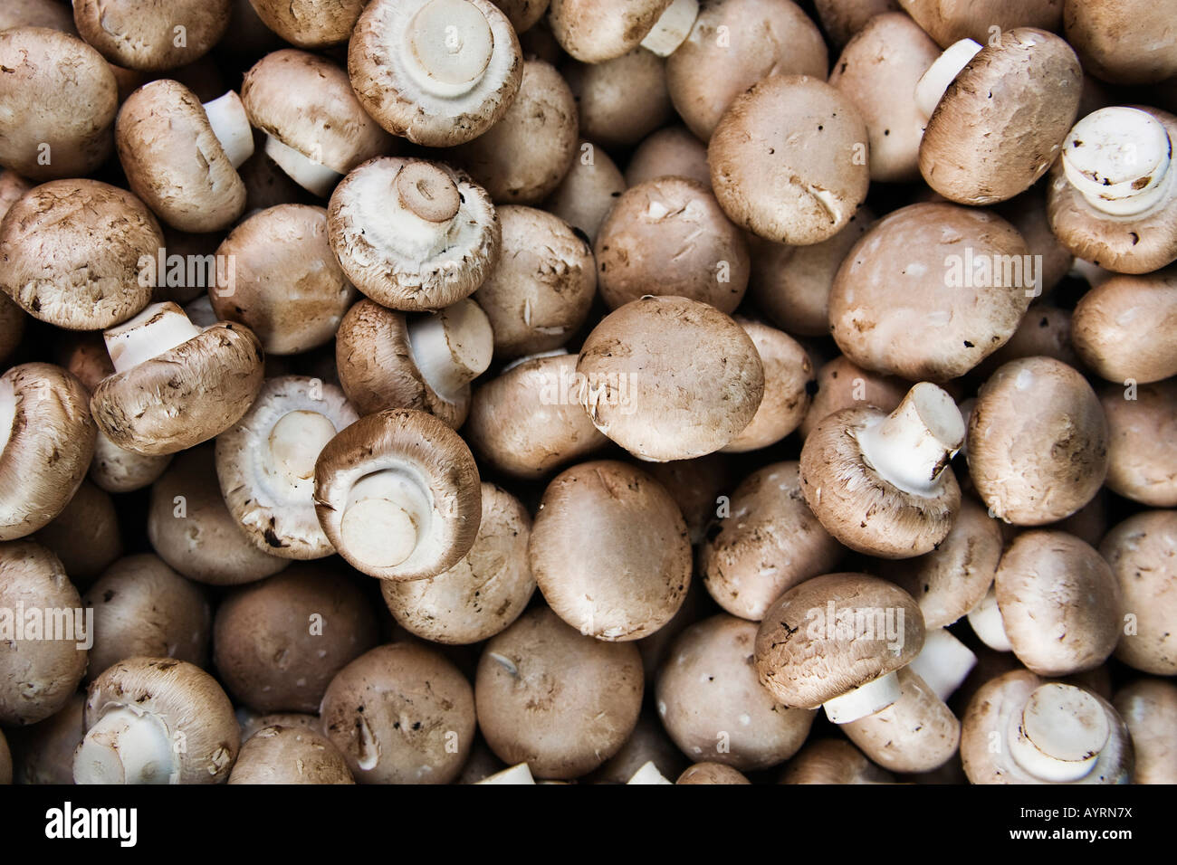 Agaricus pilze -Fotos und -Bildmaterial in hoher Auflösung – Alamy