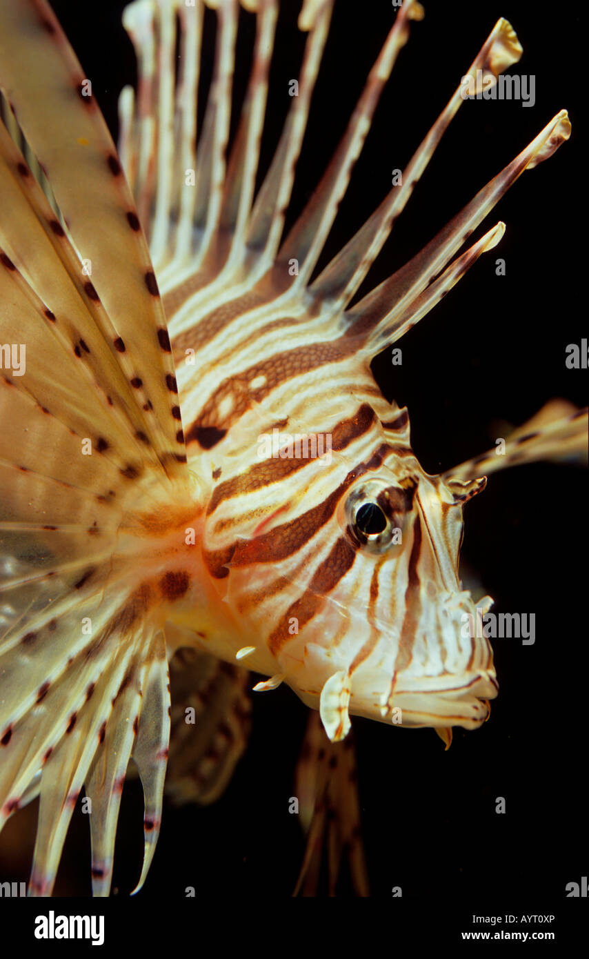 Giftiger fisch -Fotos und -Bildmaterial in hoher Auflösung – Alamy