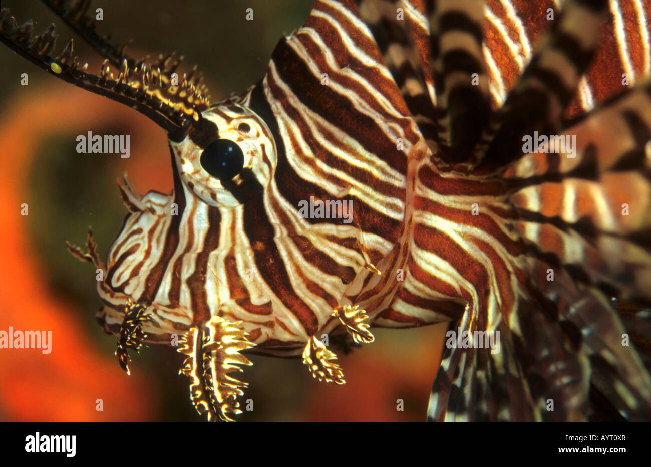 Giftiger fisch -Fotos und -Bildmaterial in hoher Auflösung – Alamy