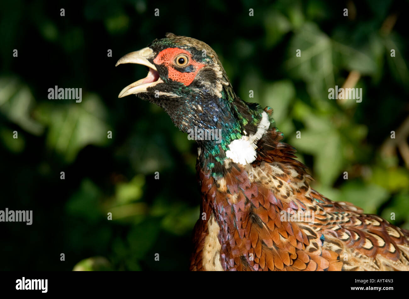 Ornithologie phasianus colchicus west sussex -Fotos und -Bildmaterial ...