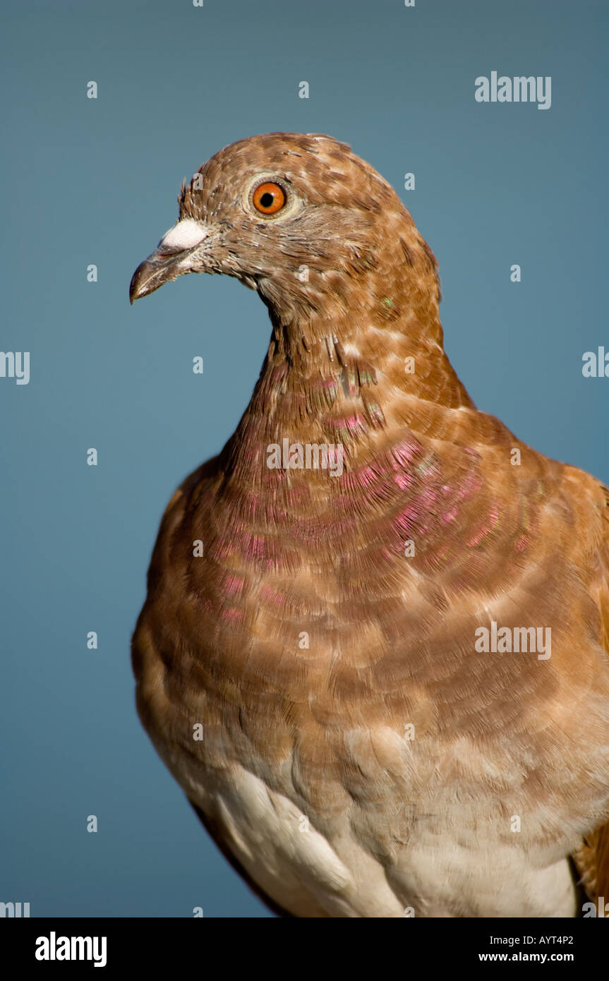Columba livia wilde tauben -Fotos und -Bildmaterial in hoher Auflösung ...