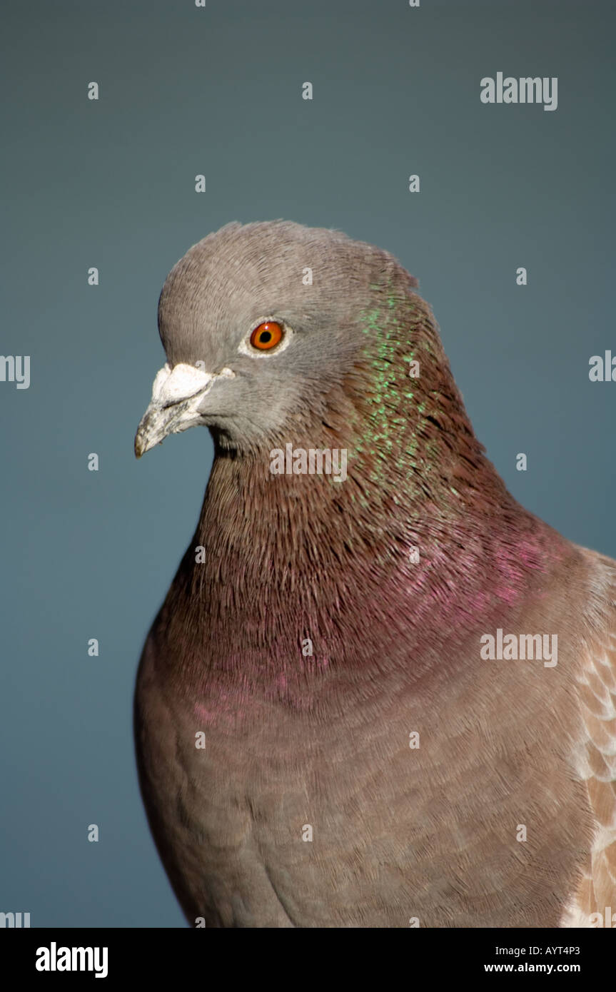 Wilde taube -Fotos und -Bildmaterial in hoher Auflösung – Alamy