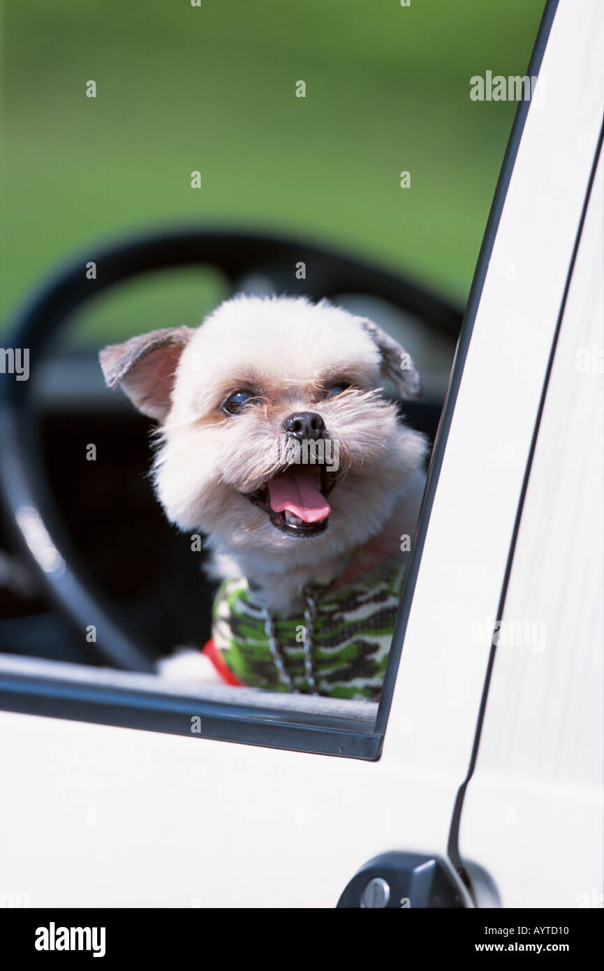 Dog in a car -Fotos und -Bildmaterial in hoher Auflösung – Alamy
