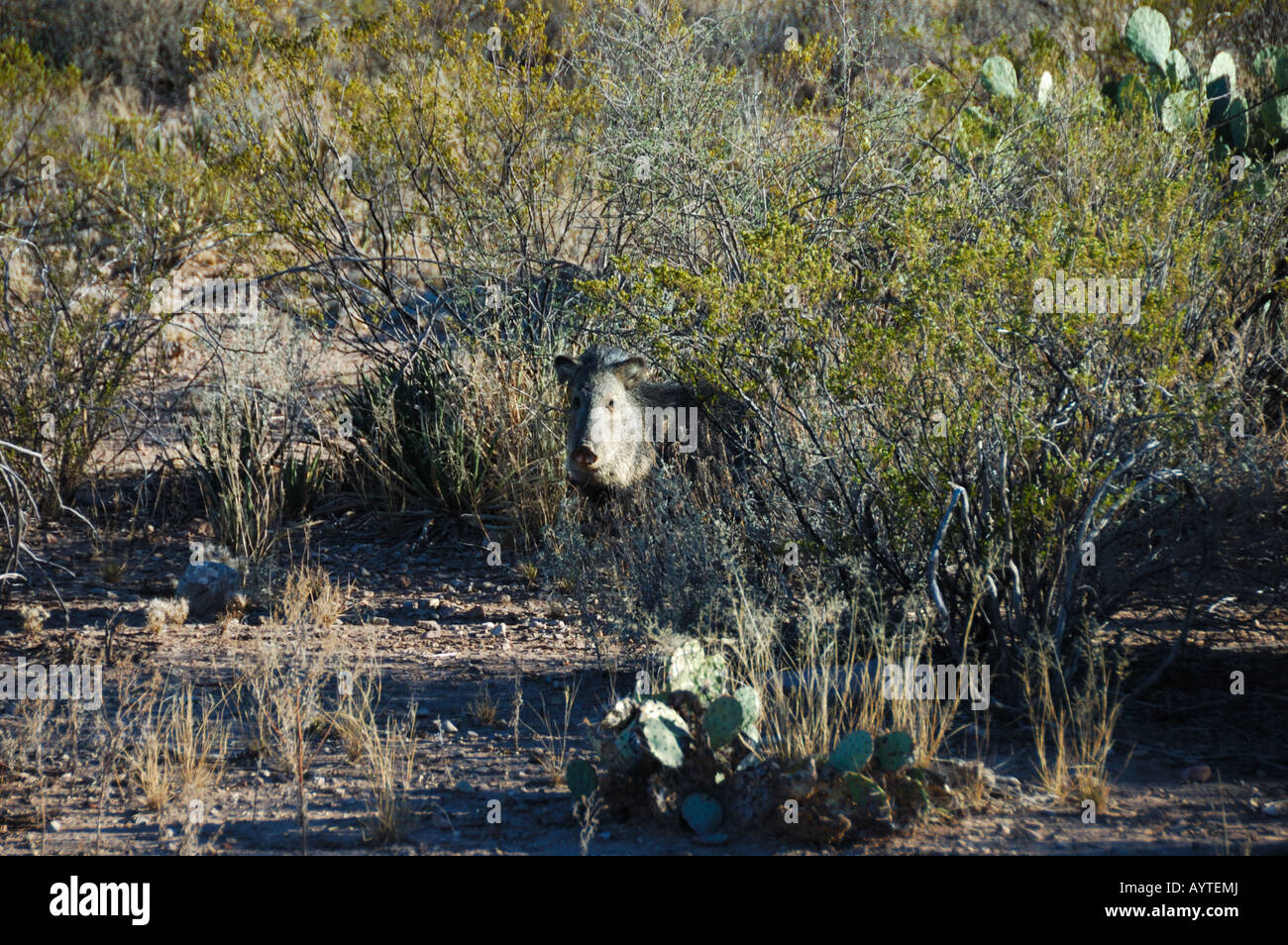 Texas javelina -Fotos und -Bildmaterial in hoher Auflösung – Alamy