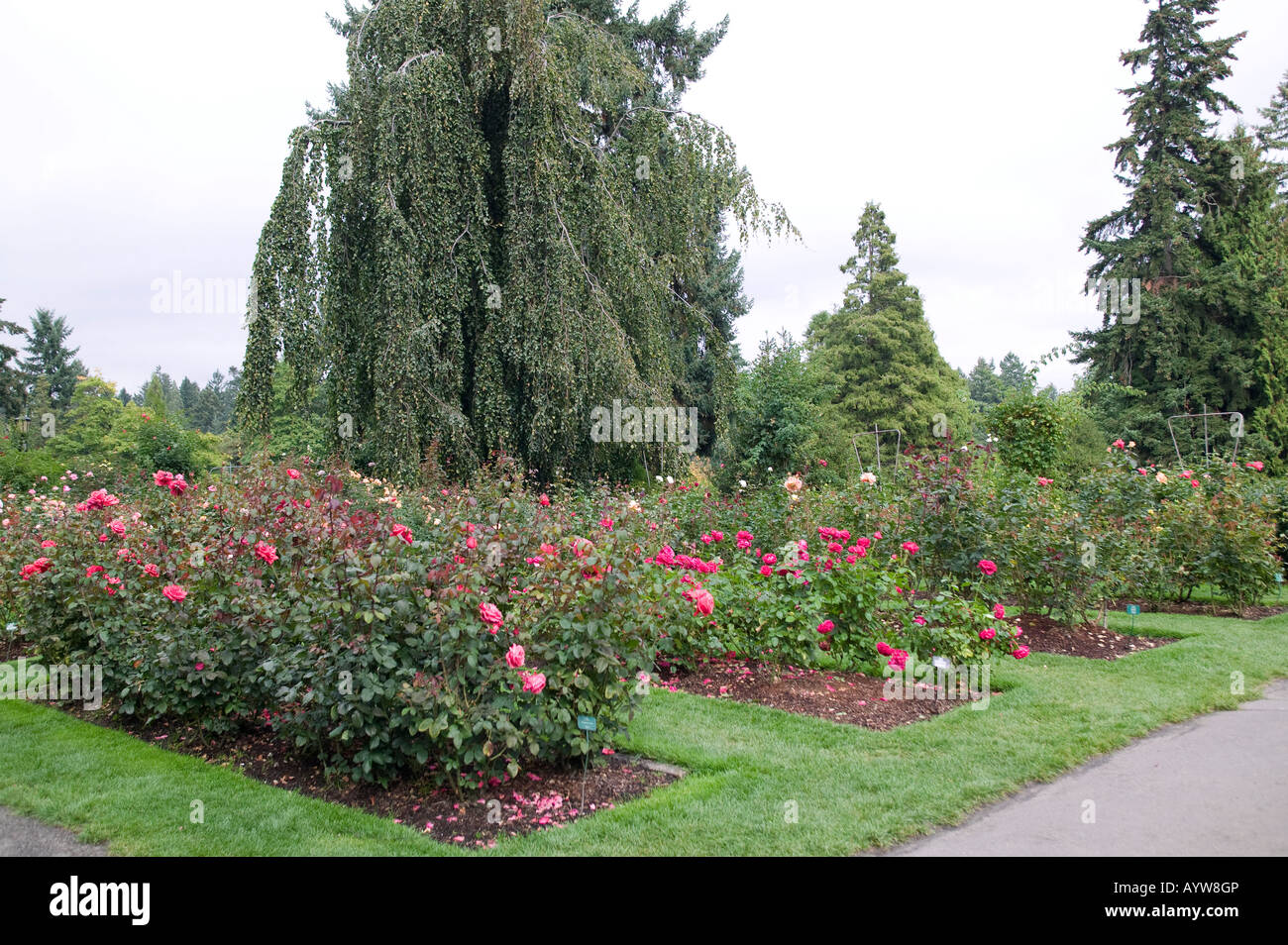 Rosen büsche -Fotos und -Bildmaterial in hoher Auflösung – Alamy
