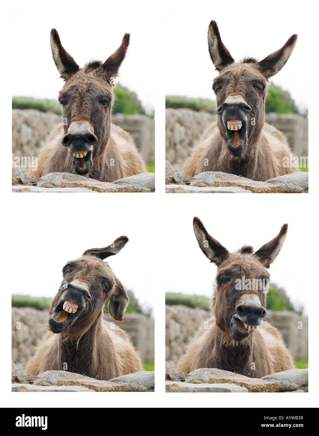 Lachender esel -Fotos und -Bildmaterial in hoher Auflösung – Alamy
