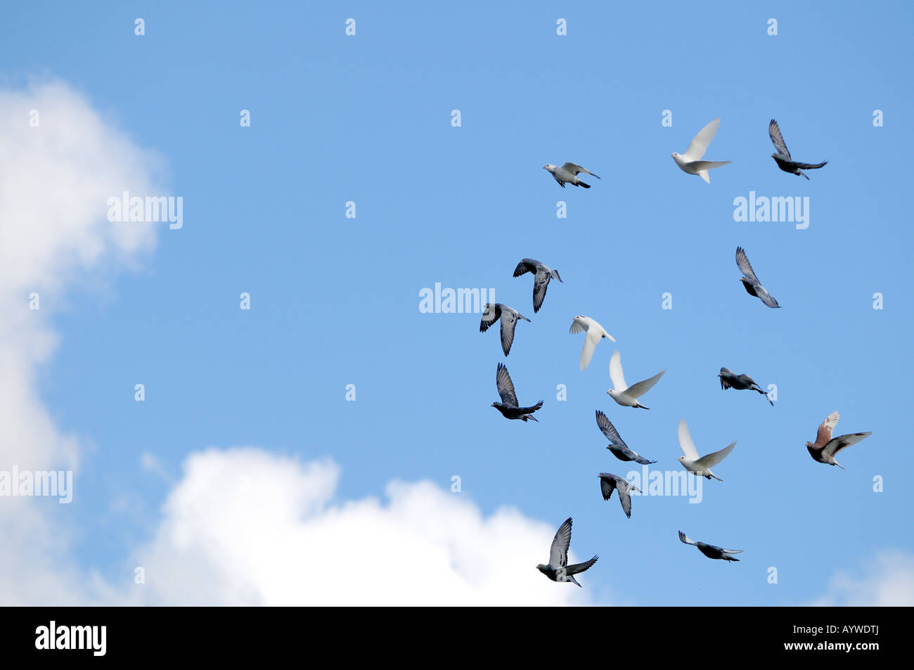 Racing pigeons -Fotos und -Bildmaterial in hoher Auflösung – Alamy