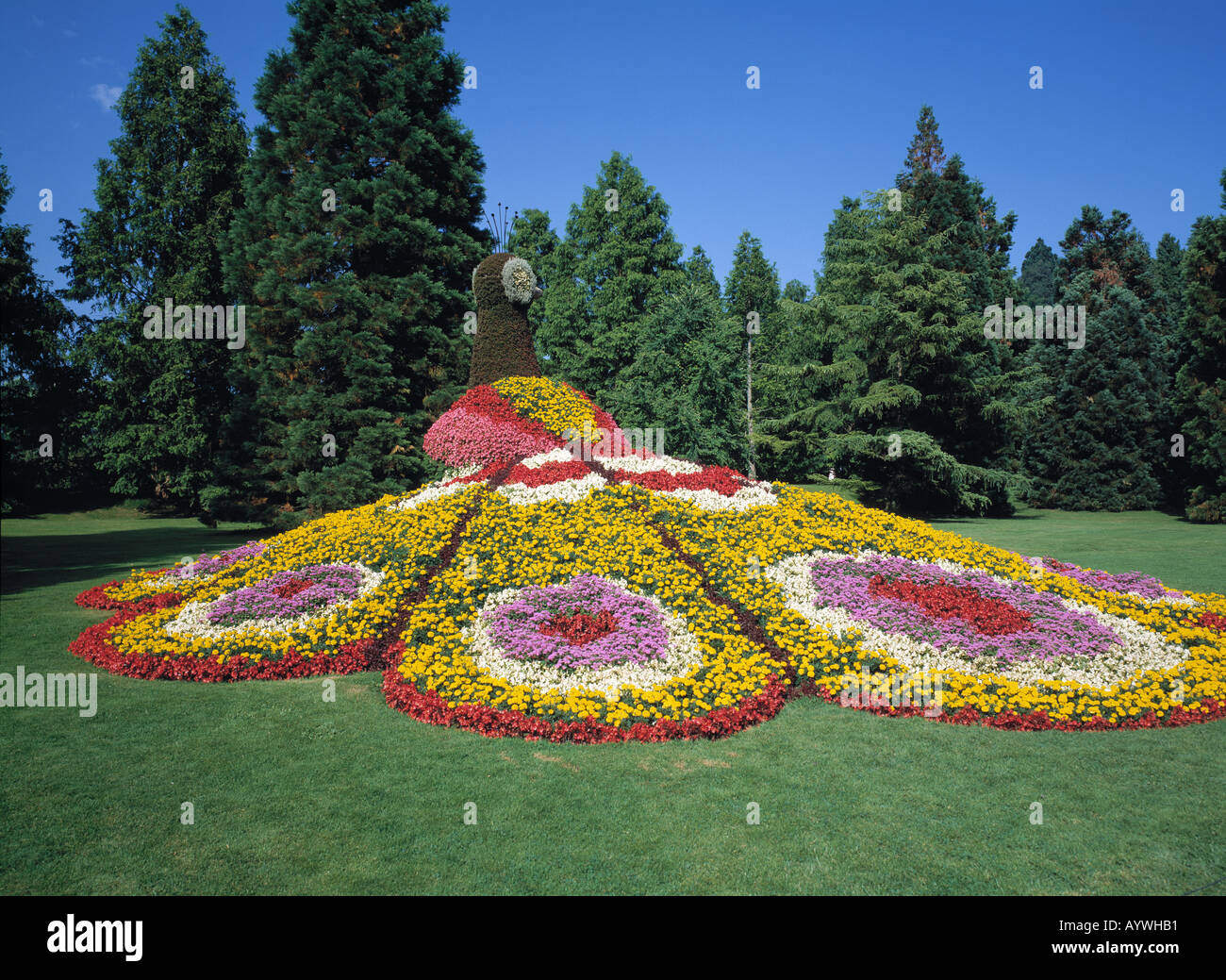 Parkanlage, Blumeninsel, Pfau aus Blumen Gepflanzt, Blumenfigur ...