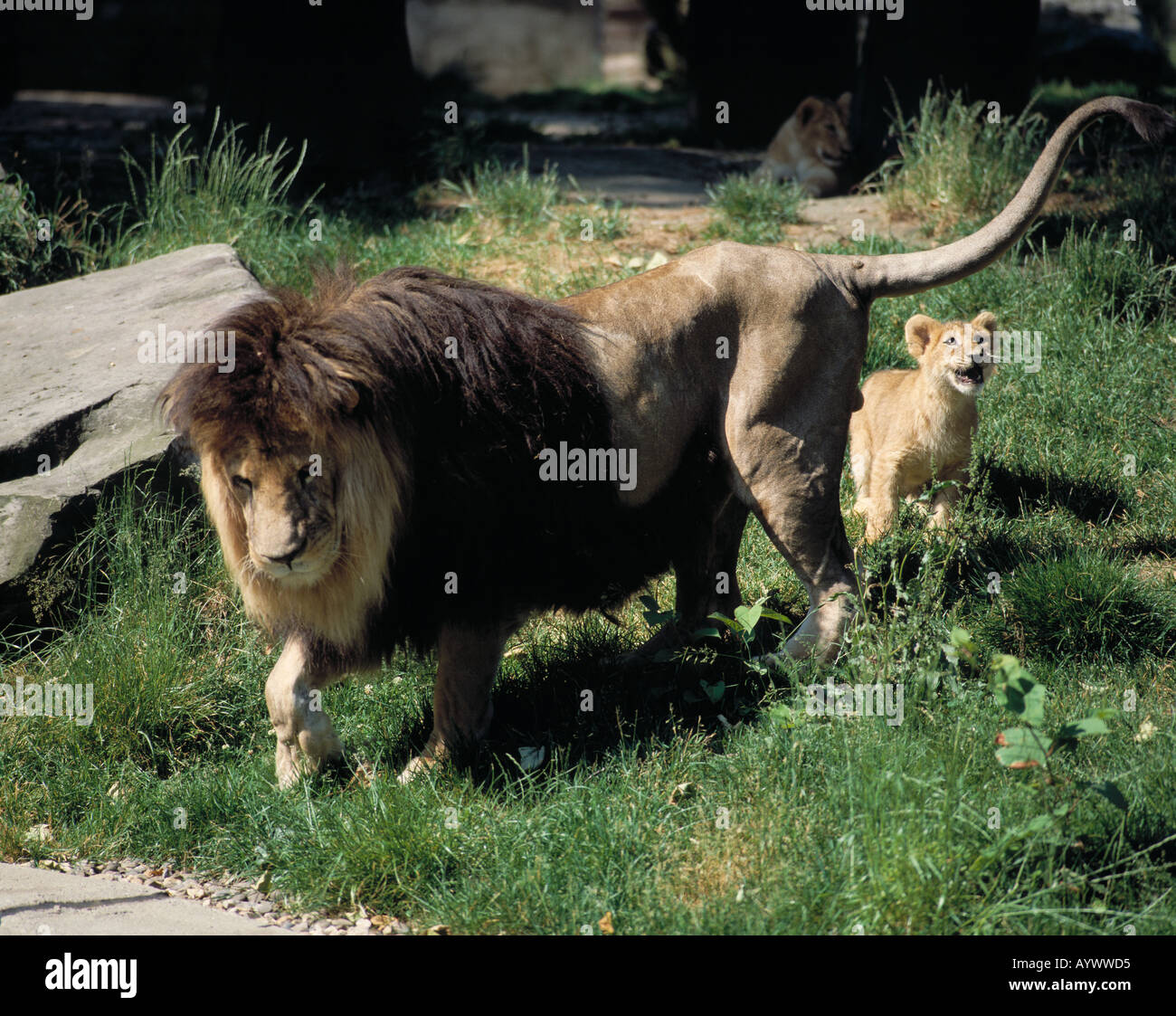 Zoo duisburg löwe -Fotos und -Bildmaterial in hoher Auflösung – Alamy