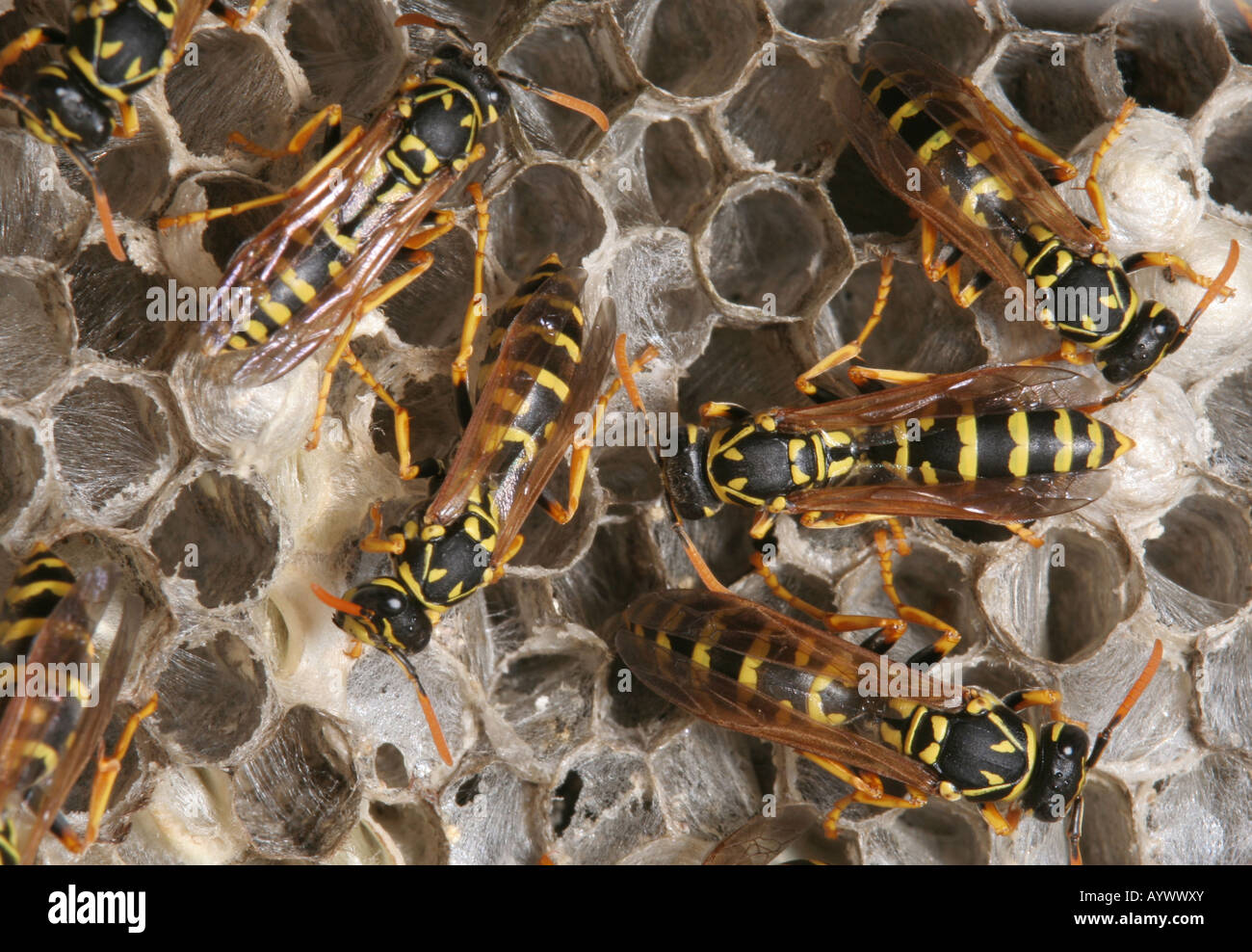 Wespen makro -Fotos und -Bildmaterial in hoher Auflösung – Alamy