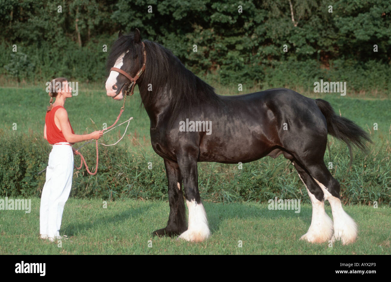 Shire pferd Stockfotos und -bilder Kaufen - Alamy
