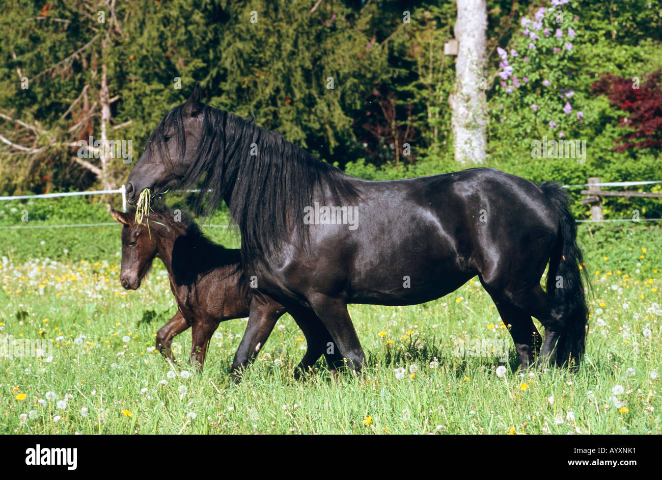 Friesen Pferd Friesenpferd Stockfotografie - Alamy