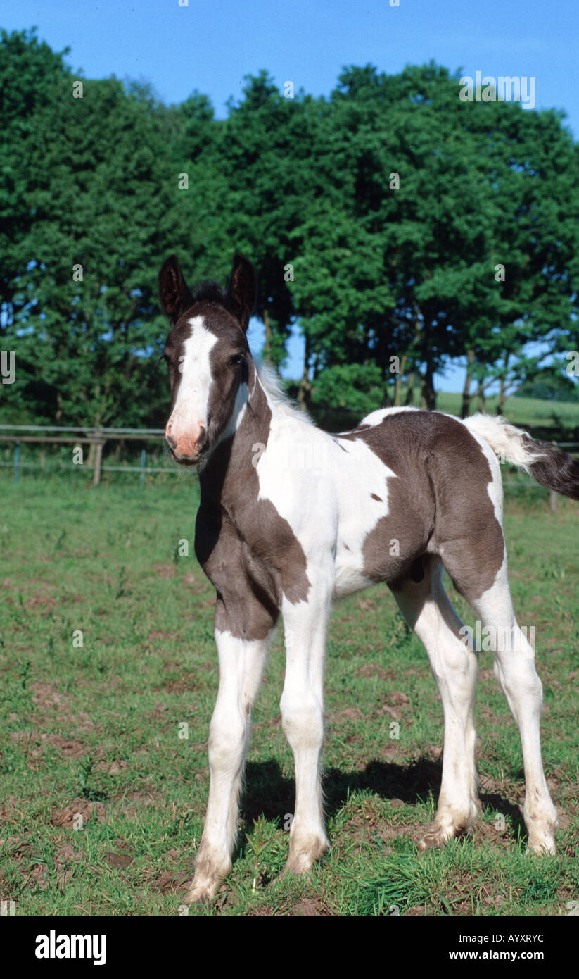 Irish Tinker Pferd Stockfotos & Irish Tinker Pferd Bilder - Alamy