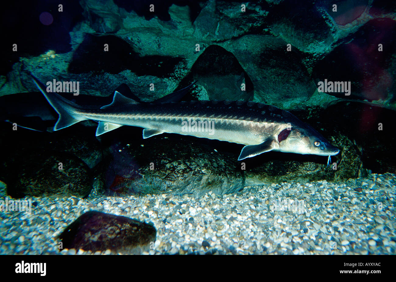 Acipenser sp -Fotos und -Bildmaterial in hoher Auflösung – Alamy