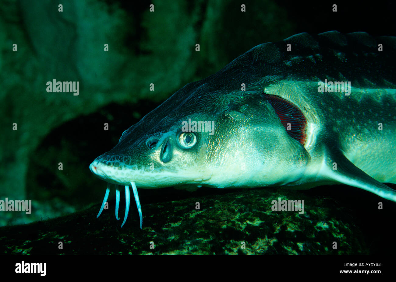 Acipenser sp -Fotos und -Bildmaterial in hoher Auflösung – Alamy