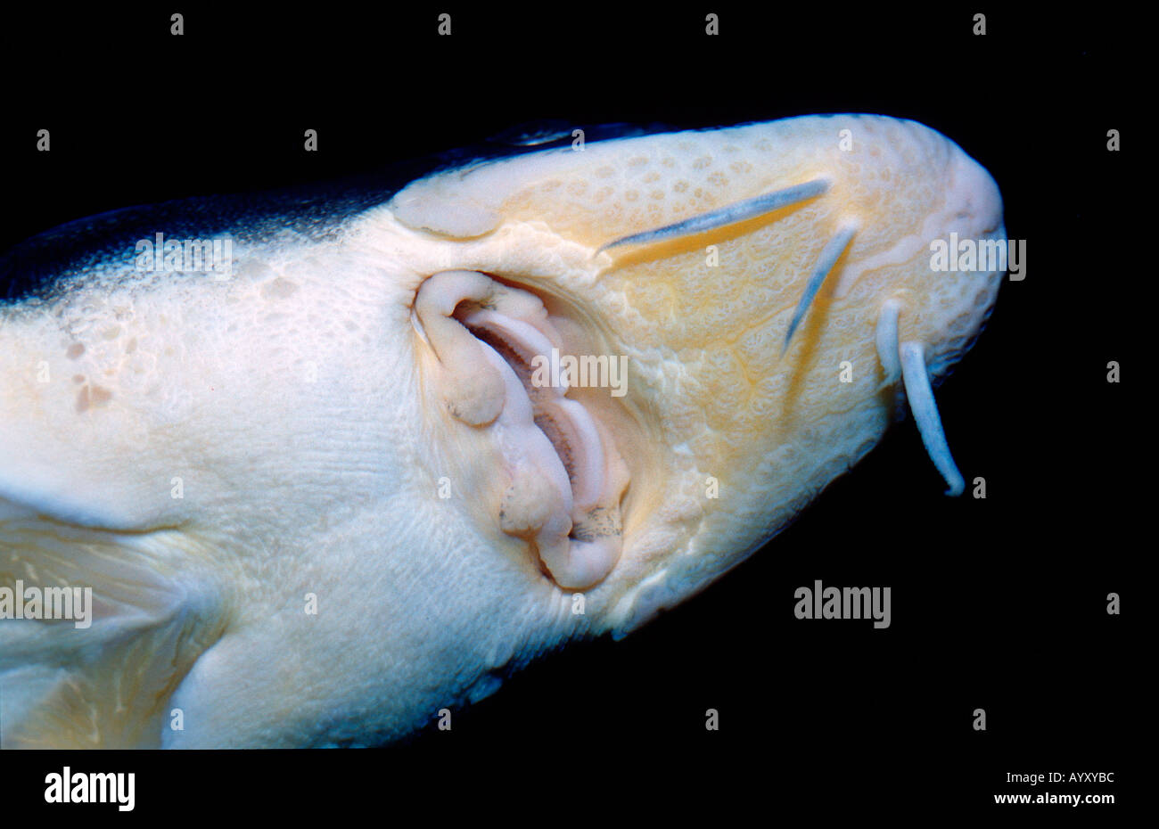 Acipenser sp -Fotos und -Bildmaterial in hoher Auflösung – Alamy