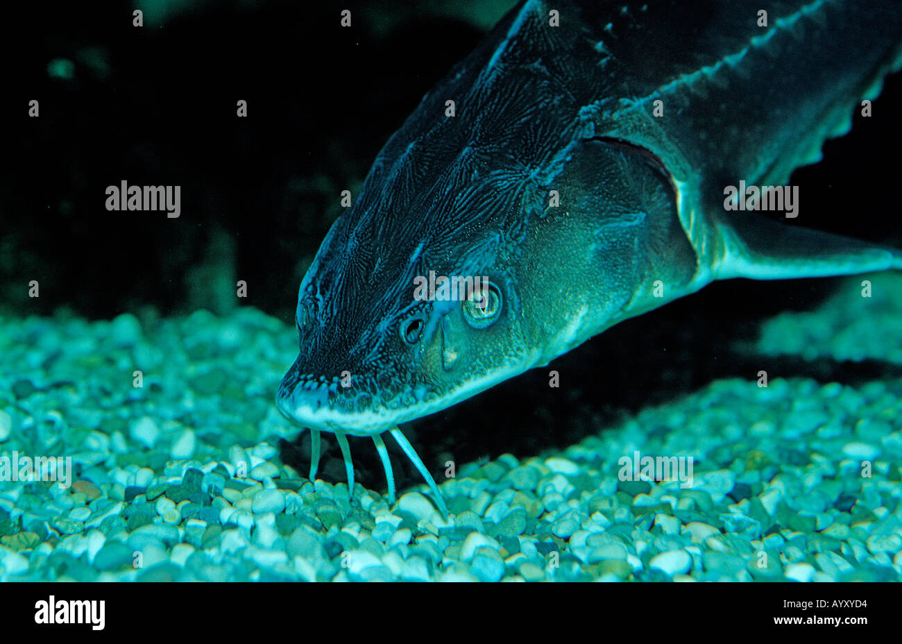 Acipenser sp -Fotos und -Bildmaterial in hoher Auflösung – Alamy